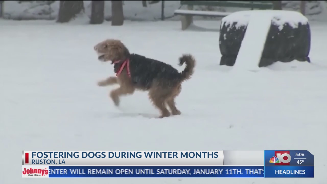 4 Paws Rescue encourages fostering during winter season
