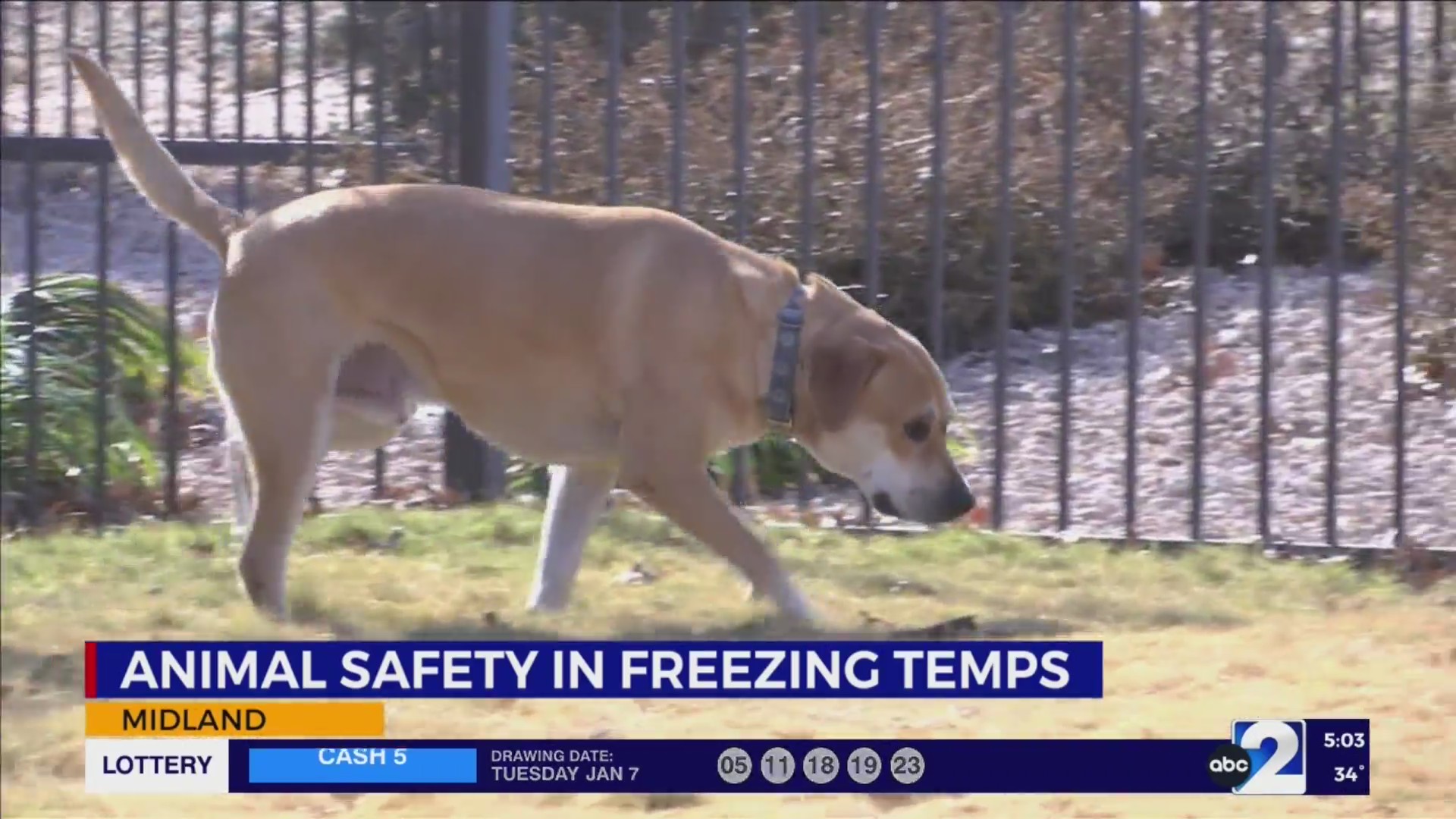 ANIMAL SAFETY IN FREEZING TEMPS