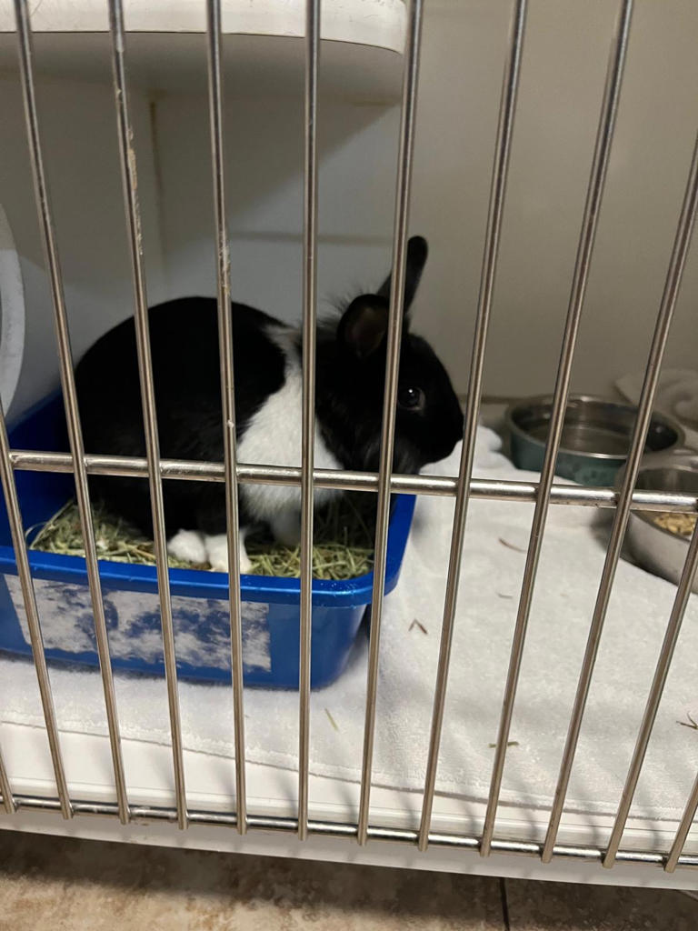 Vet opens empty hospital, takes in dozens of displaced pets in wildfire