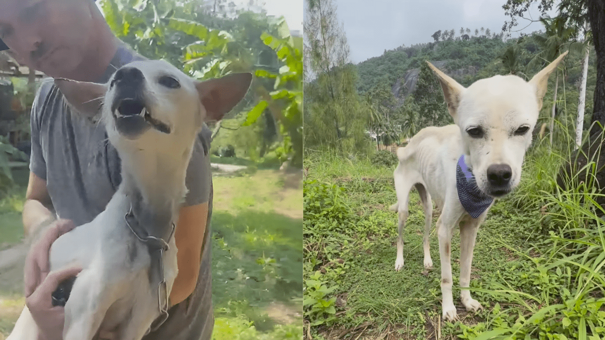 Rescue Efforts Give Fragile Dog a Second Chance at Life