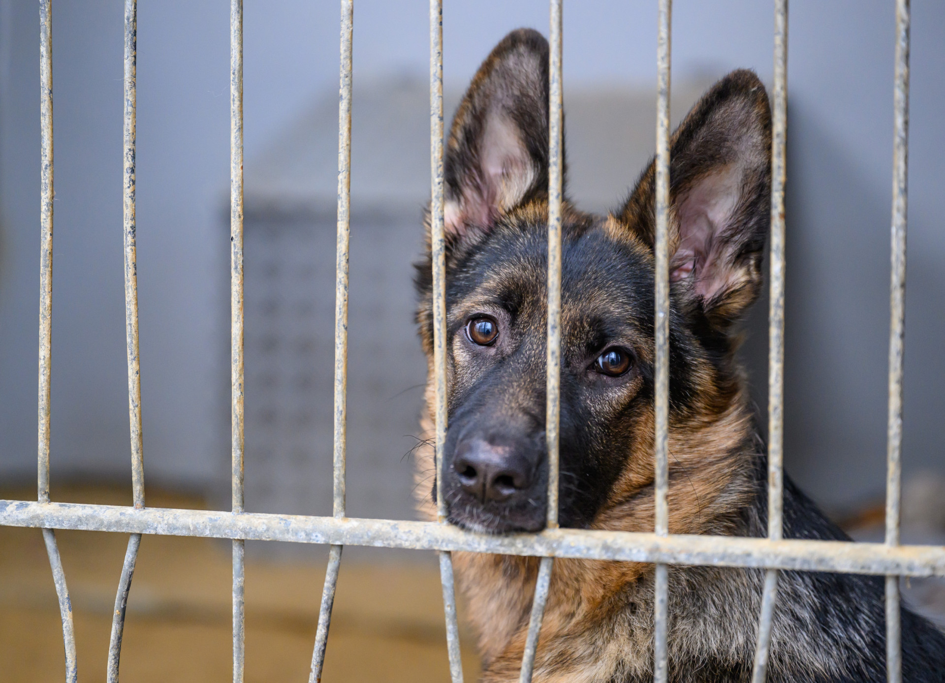 What countries still eat dogs?