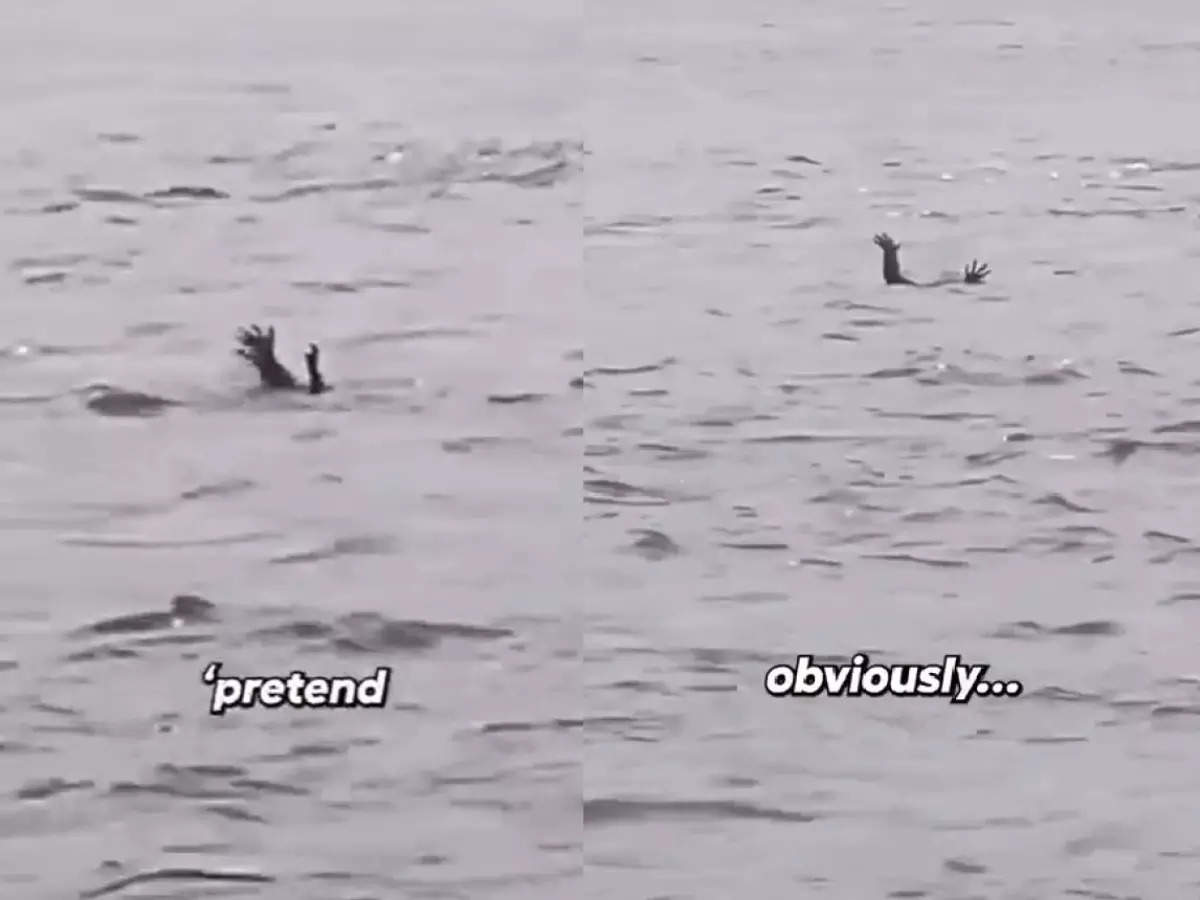 Clever crocodiles in Indonesia are faking death to lure humans into ...