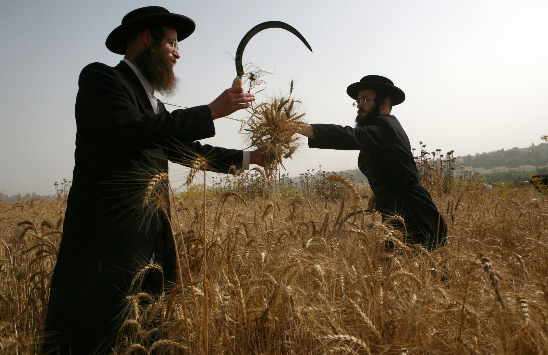 What are the seven species of Israel?