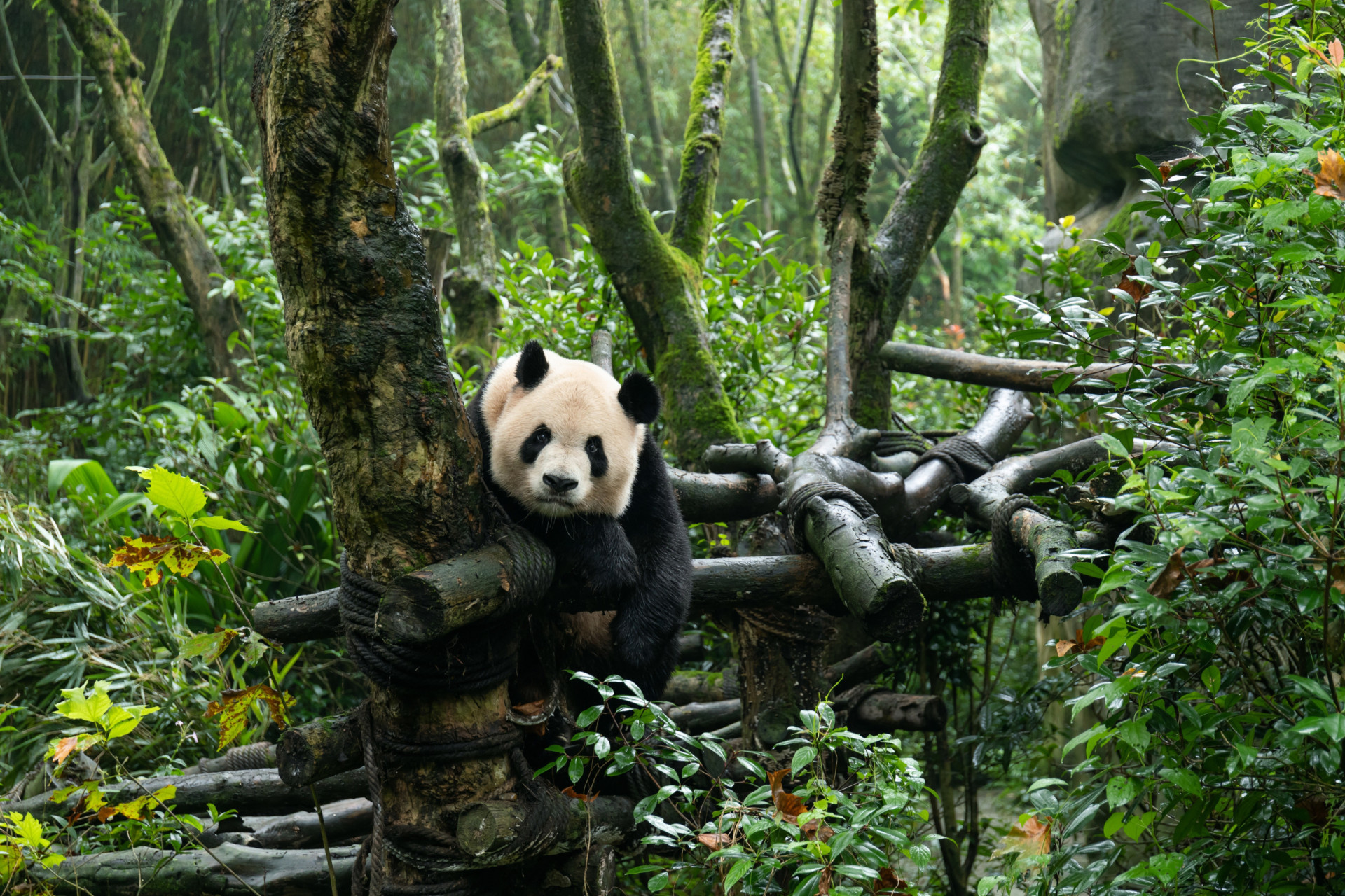 Animals that came back from the brink of extinction