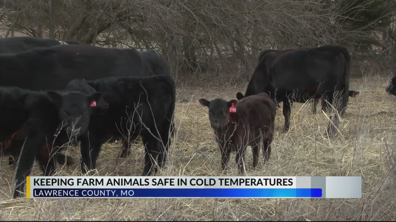 Farmers looking to keep animals safe during cold weather