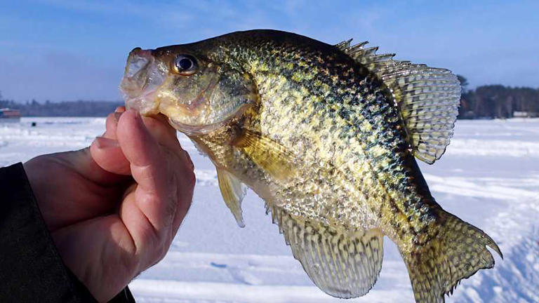 Why Crappies Go Deep in Winter: Understanding Seasonal Fishing Patterns