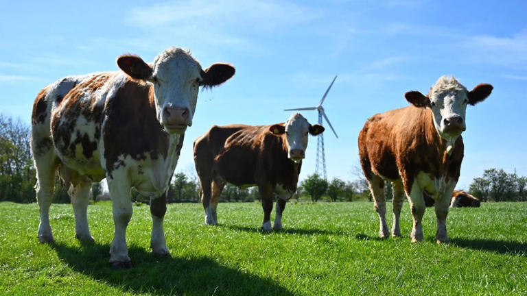 Government intensifies cattle vaccination drive to combat Foot and ...