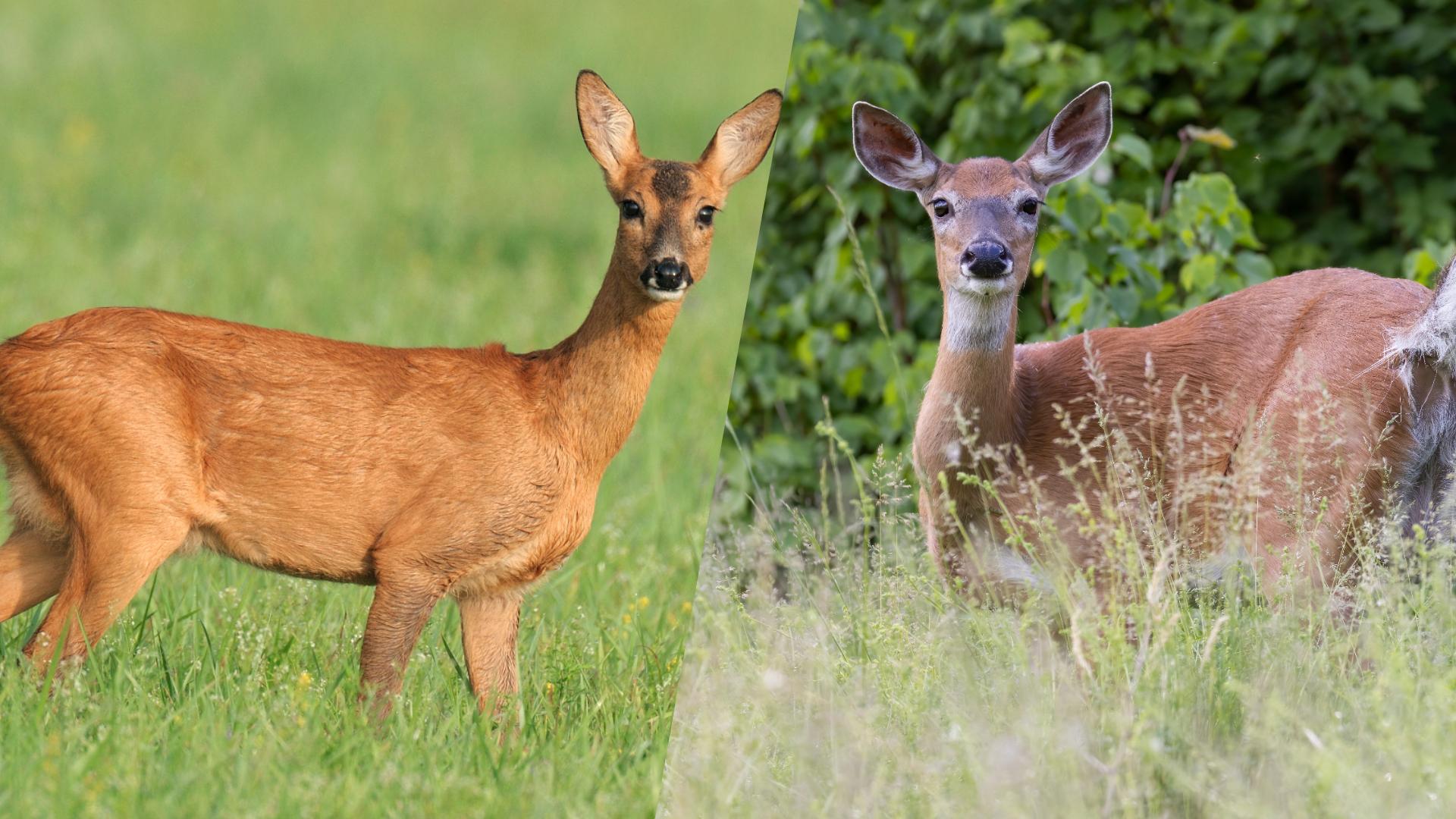 Biche ou chevreuil, comment faire la différence