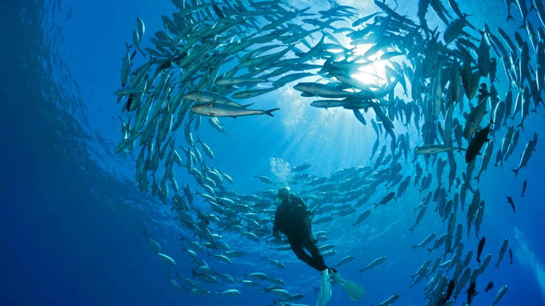 World's freshwater species facing extinction, 25% under extreme threat