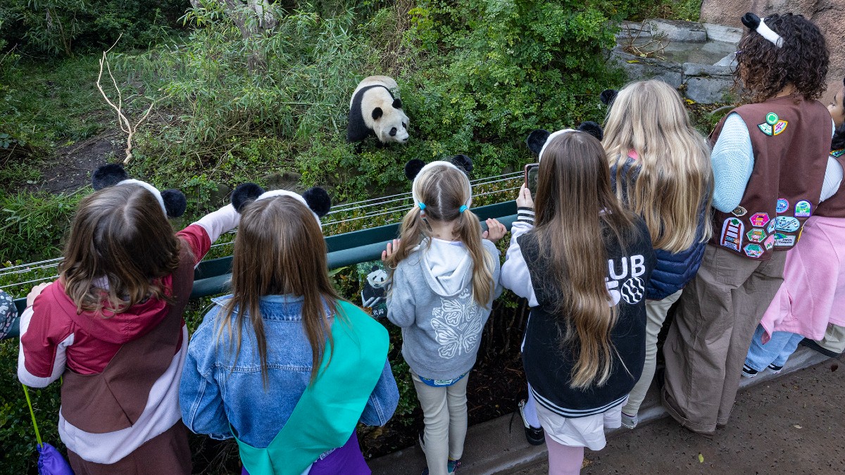 Zoo Hosts Girl Scouts for Panda Ridge Visit to Celebrate 2025 Cookie ...