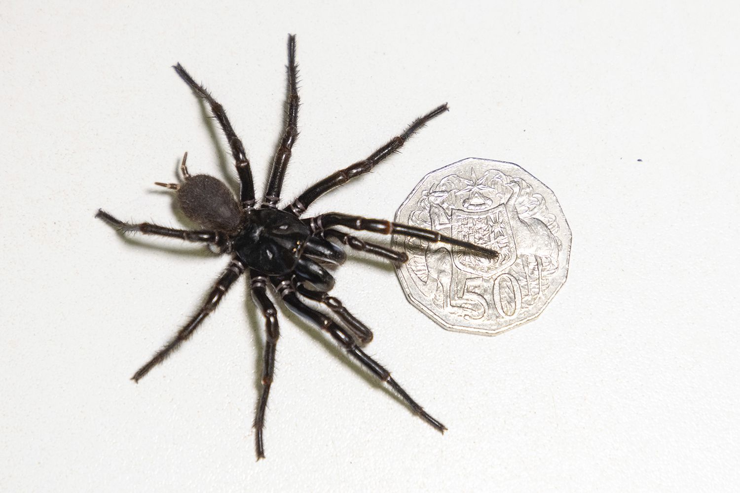 The Largest Recorded Male Funnel-Web Spider Receives the Name ...