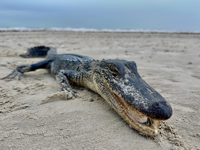 Alligator on beach near Port Aransas? Here's what a Harte Research ...