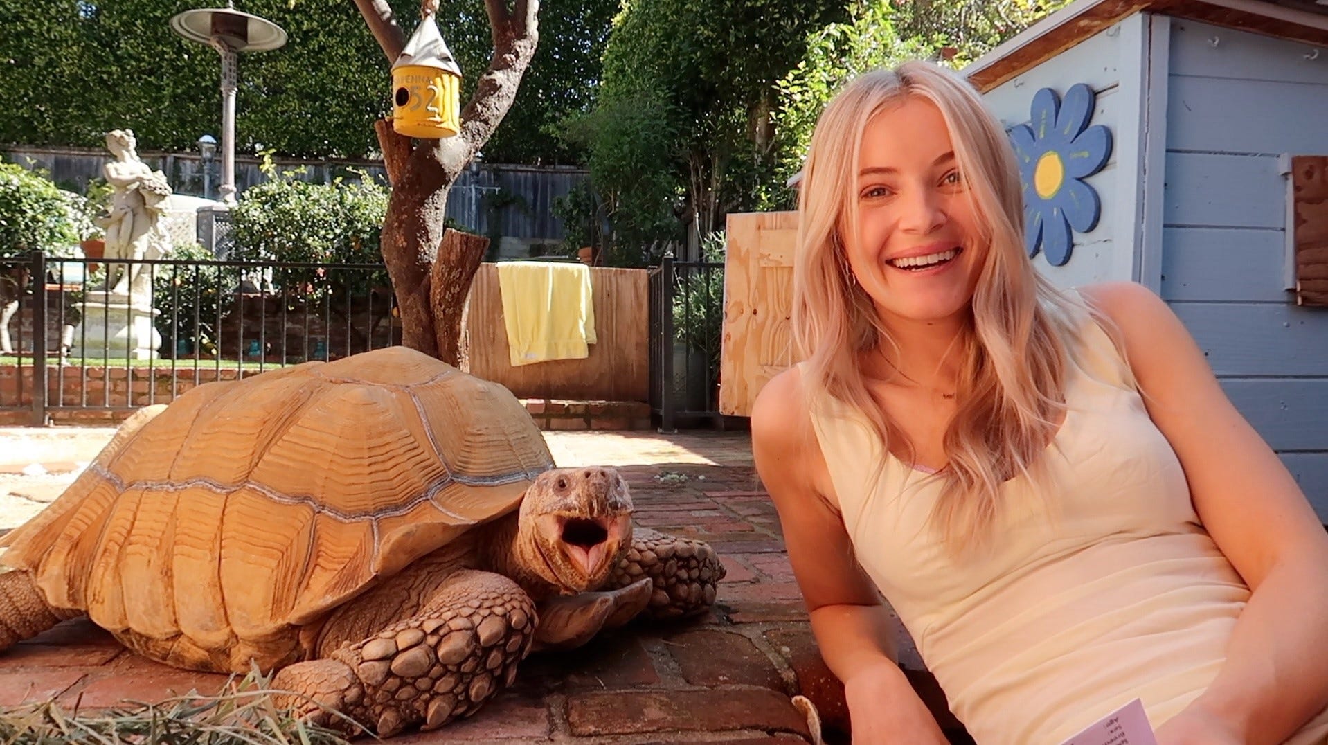 Social media star documents Tiptoe the 175-pound tortoise's escape from ...