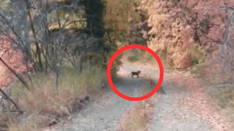 Cree ver un cachorro en el bosque: segundos después teme por su vida ...