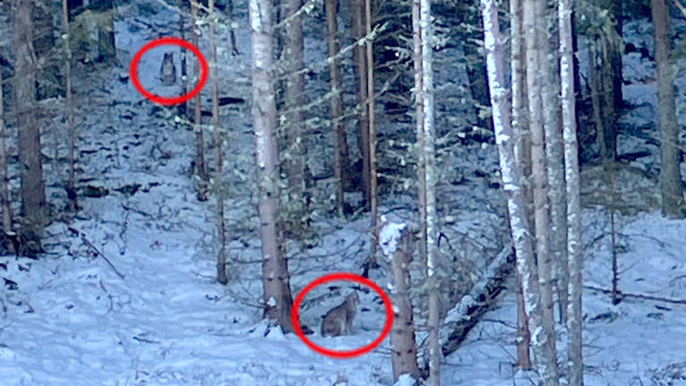 Second pair of 'deliberately abandoned' lynx cats captured in Highlands