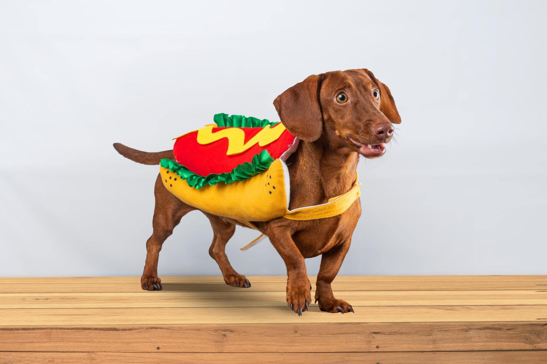 The funniest dog costumes of all time