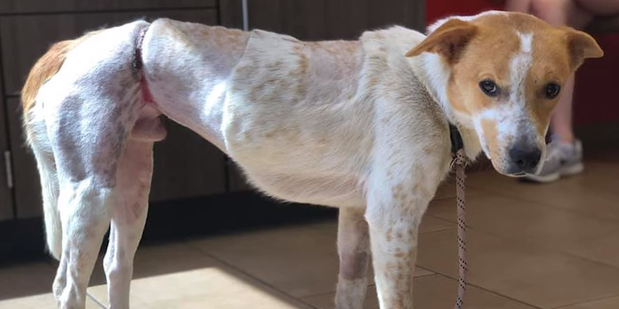 Stray Dog Found with Embedded Cord Undergoes Surgery and Finds a ...