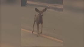 Los Angeles Wildfire: Video Of Baby Deer Running For Safe Cover ...