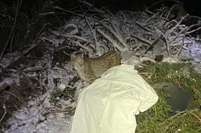 Two more Lynx spotted in Highlands one day after big cats captured