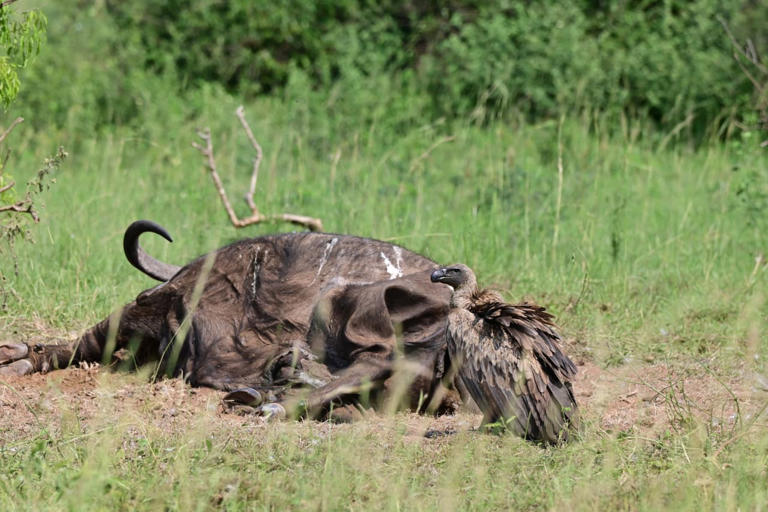 The Unwitting Environmentalists in the Fight Against Poachers: Vultures