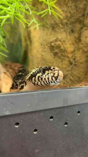 THE REPTARIUM - El toro the bull snake out head