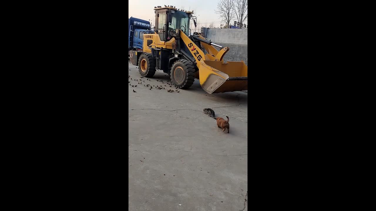 Cat's hunting attempt thwarted by excitable dog bouncing around behind it