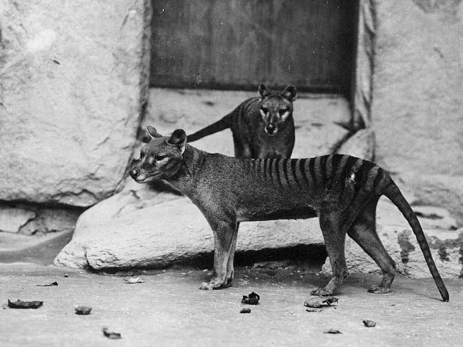 20 animals that have gone extinct in the last 100 years