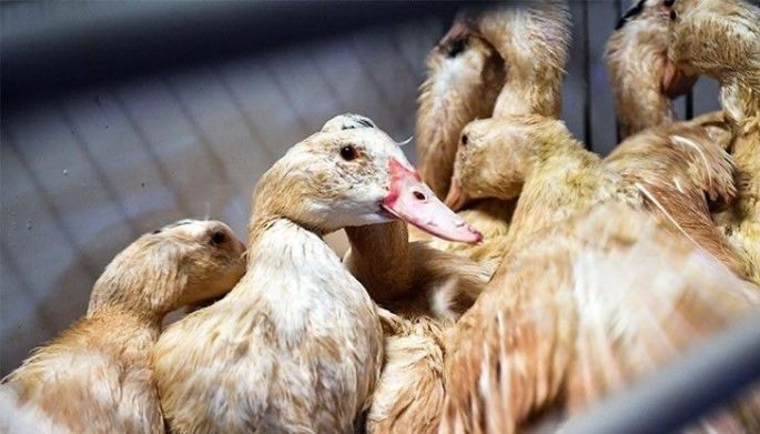 ‘Wild birds, fomites led to Philippines first H5N2 case’