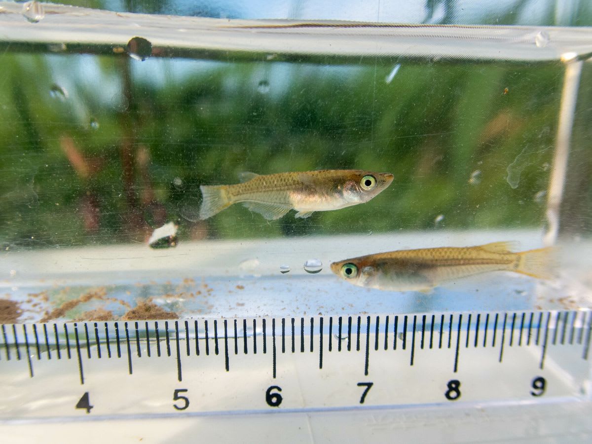 Japanese Rice Fish Males Mate Up To 27 Times A Day – But Females Only Once