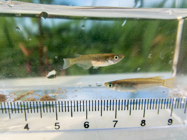 Japanese Rice Fish Males Mate Up To 27 Times A Day – But Females Only Once