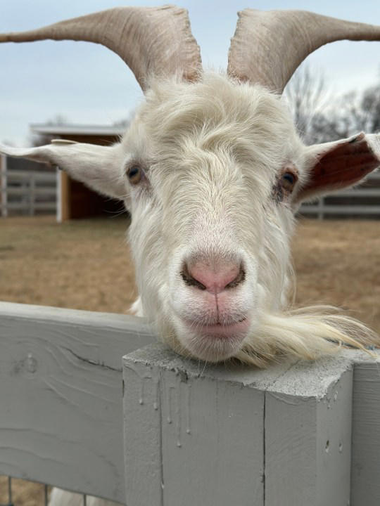 Farm animals available for free adoption at Nevins Farm this weekend