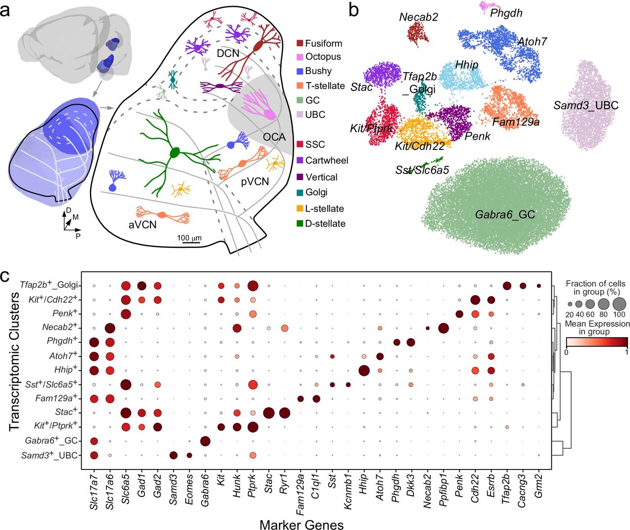 Mapping cells that tune in to sound: Researchers identify major neurons ...
