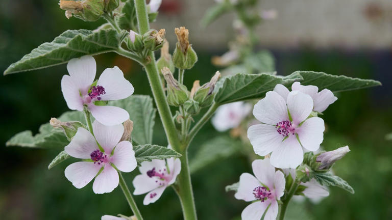 How to grow marsh mallow plants – for a hardy perennial that will ...