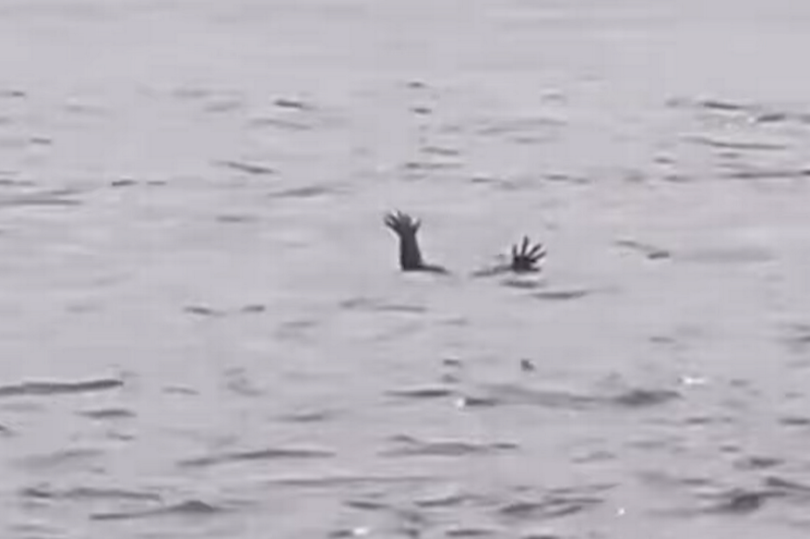 Cunning alligators 'luring people to their death – by imitating ...