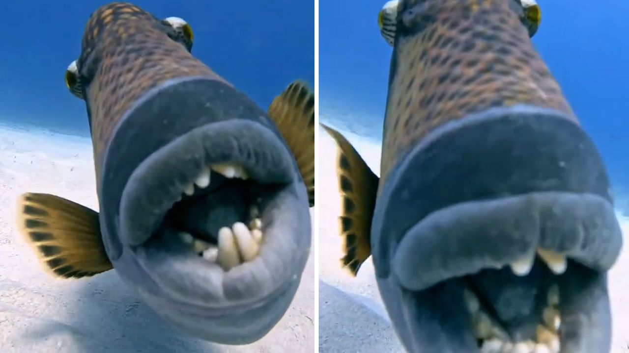 Giant triggerfish gives diver an angry grin