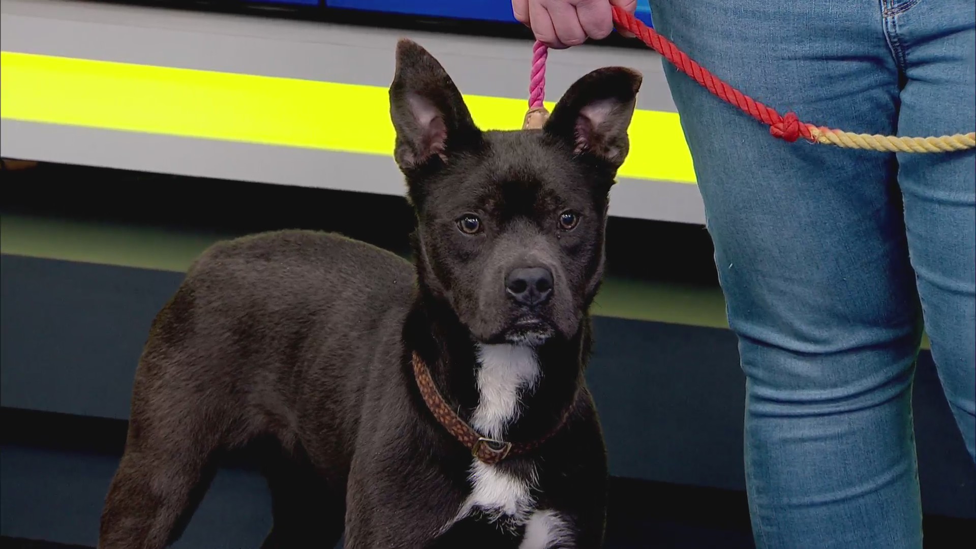 Pet of the Week: Meet Pikachu!