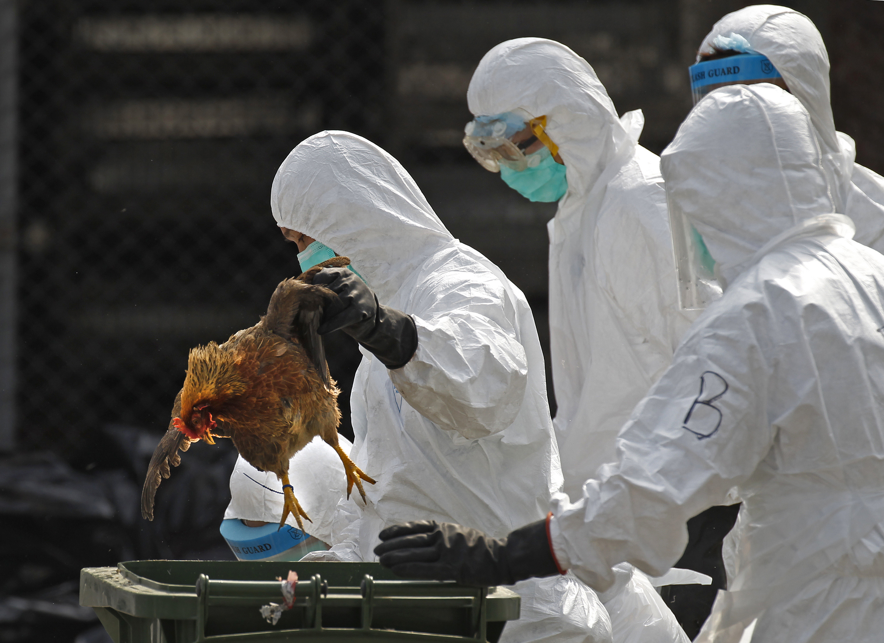 Bird Flu Update: CDC Says It's Searching for These Pandemic Red Flags