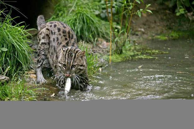 Scientists Discover 300,000-Year-Old Fossil of World’s Tiniest Leopard ... Scientists Discover 300,000-Year-Old Fossil of World’s Tiniest Leopard ...