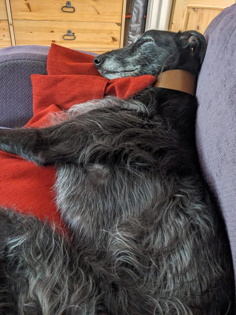 Four-legged ray of sunshine hopes to brighten up dog-lover's life