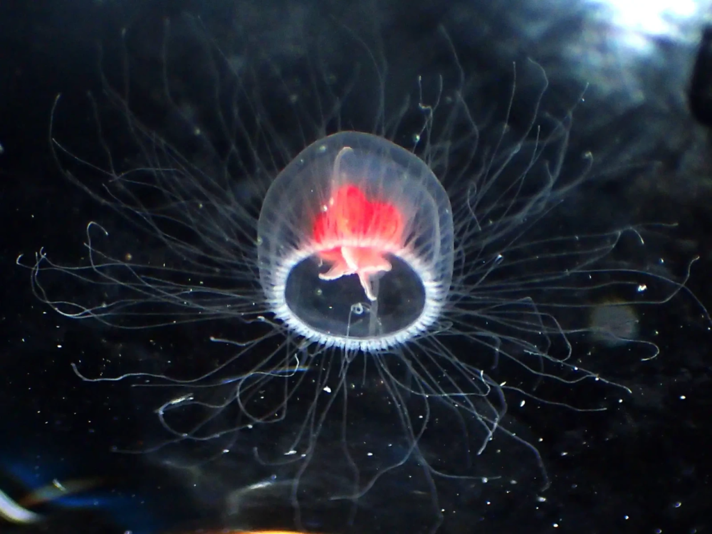 Are Jellyfish Immortal? 10 Creatures That Might Live Forever