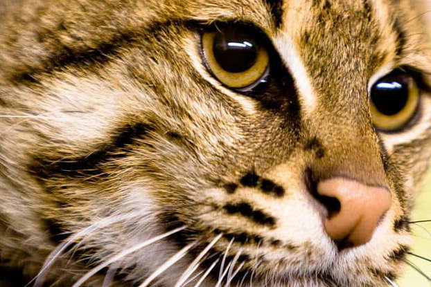 Scientists Discover 300,000-Year-Old Fossil of World’s Tiniest Leopard ... Scientists Discover 300,000-Year-Old Fossil of World’s Tiniest Leopard ...