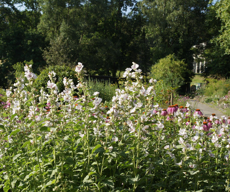 How to grow marsh mallow plants – for a hardy perennial that will ...