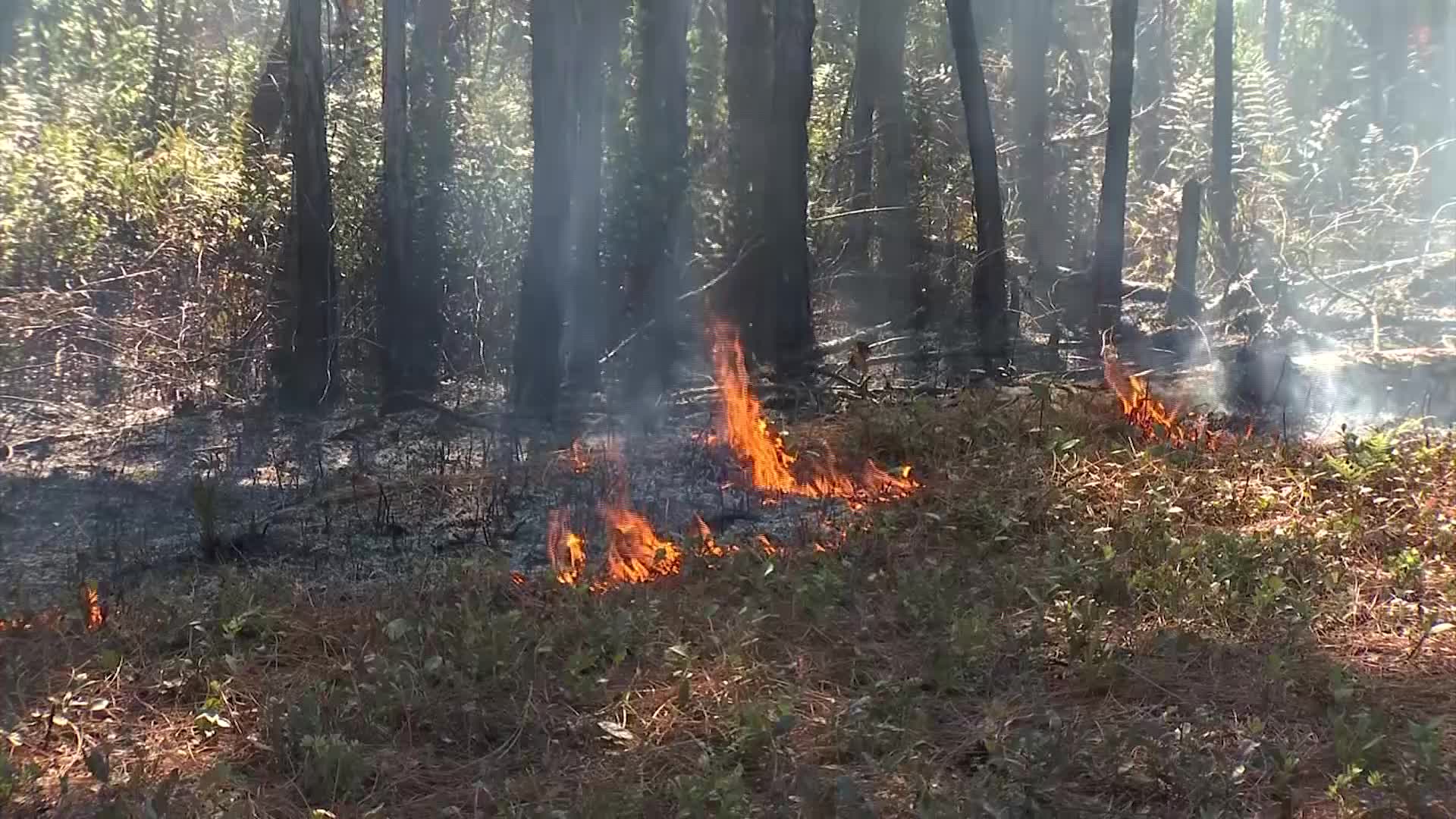 Wildfire threat in Alabama reduced by fighting fire with fire
