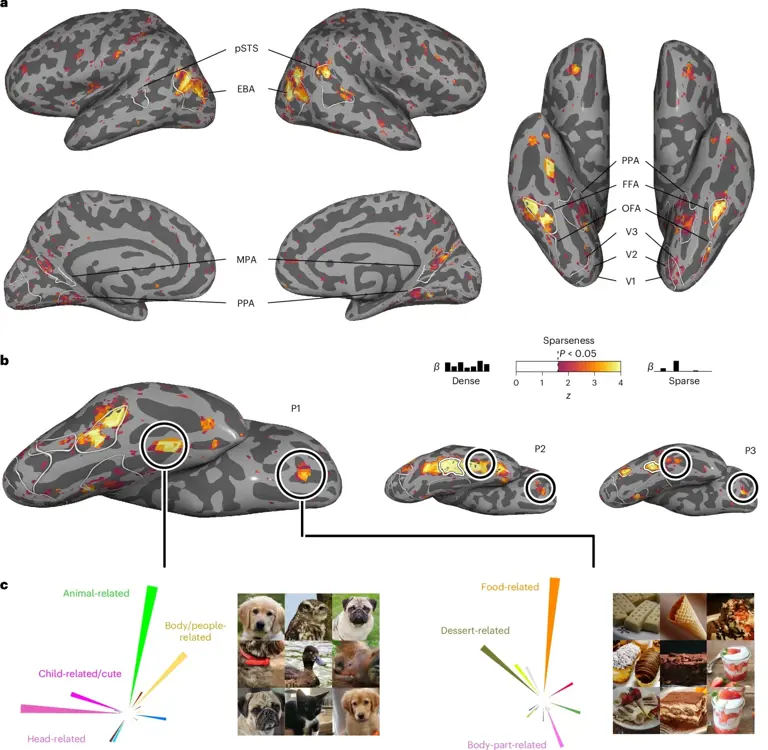 Groundbreaking study finds that people think in many dimensions at the same time