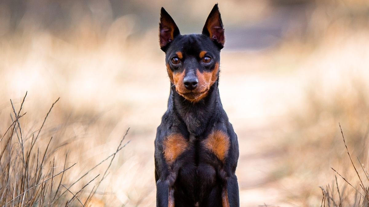 How Long Does a Miniature Pinscher Live and What Care Do They Need?