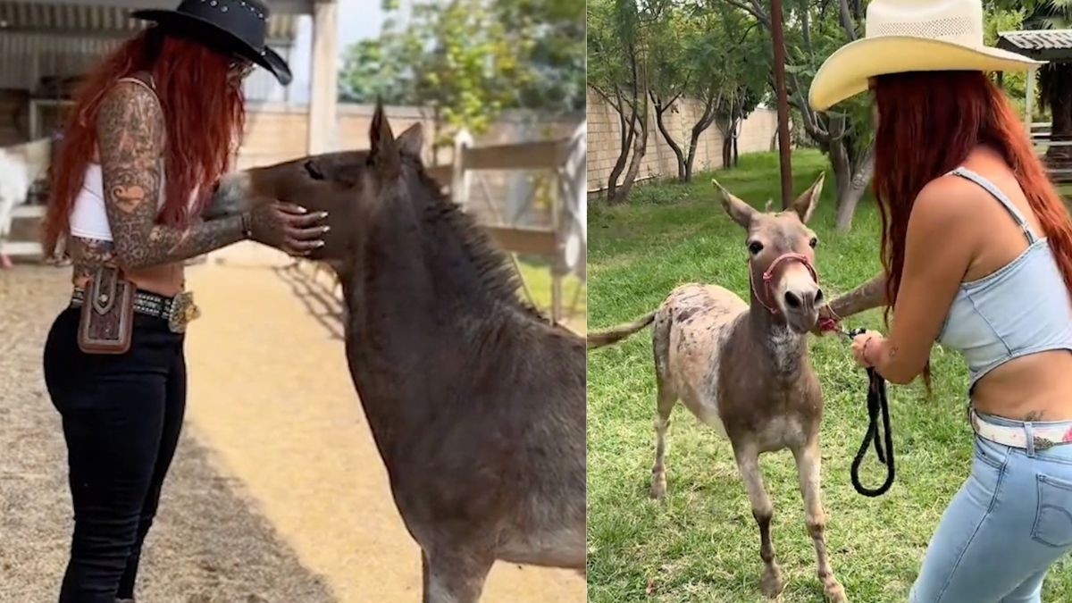 This is the Heartwarming Tale of Igor, the Donkey from Cuacolandia ...