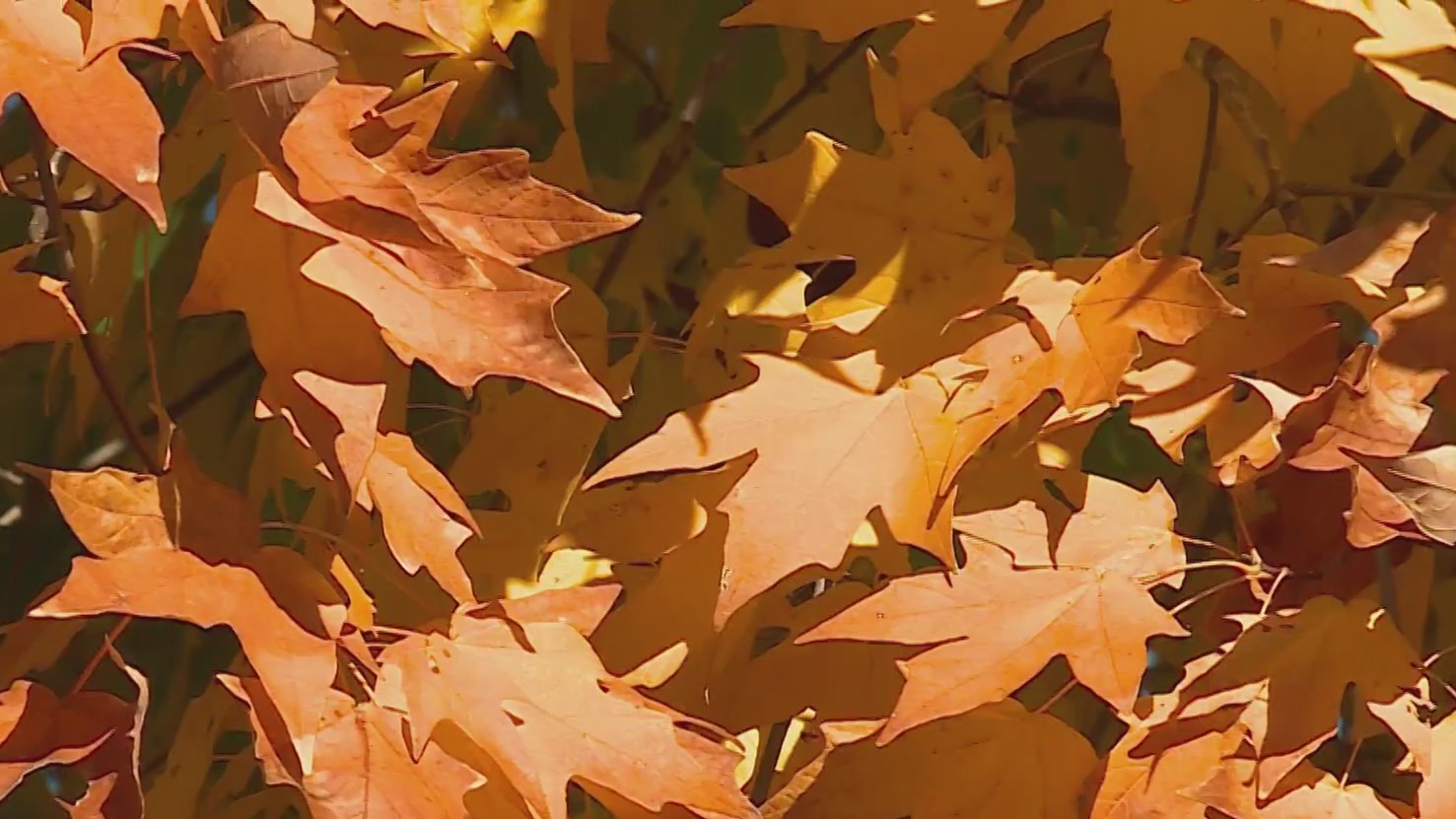 The Weekend Gardener: Explaining the vibrant colors of the Mexican ...