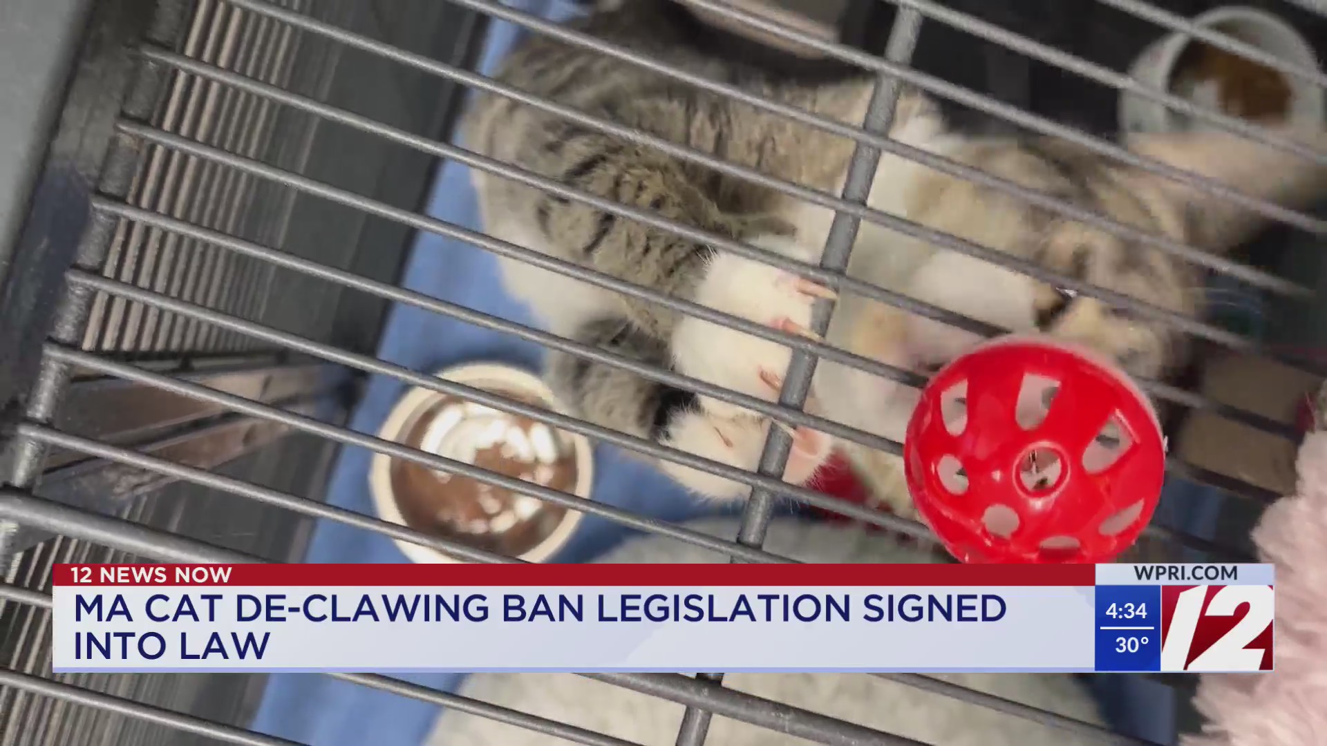 New law bans cat de-clawing in Massachusetts