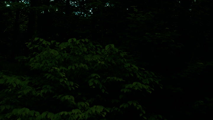 Kevin Macleod - Almost In F - Tranquility Ambient - Woods Stream ...