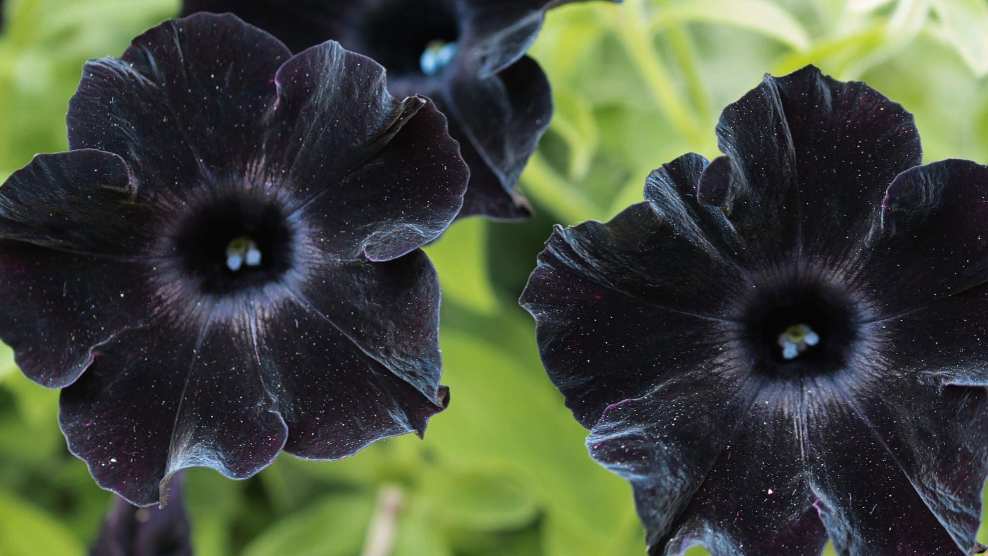 15 Standout Plants Every Garden Needs For A Wow Factor 15 Standout Plants Every Garden Needs For A Wow Factor